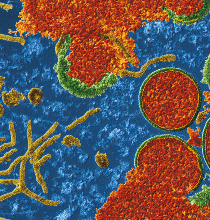 Products with Polyomavirus activity